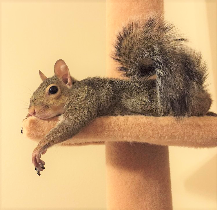 Remembering Jill the Squirrel – A Special Squirrel and a Muse for My ...